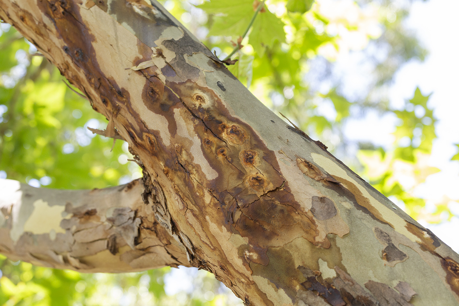 News Story - PSHB Treatment at Hyde Park » City of Vincent